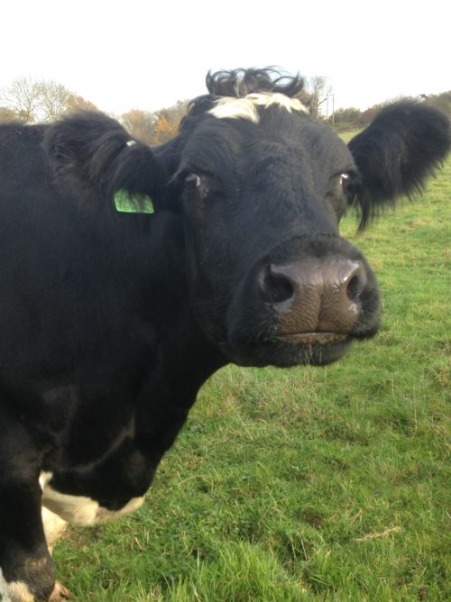 Rosie cow is looking at us – Ahimsa Milk