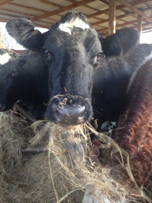 Rosie cow is extremely clever - Ahimsa Milk