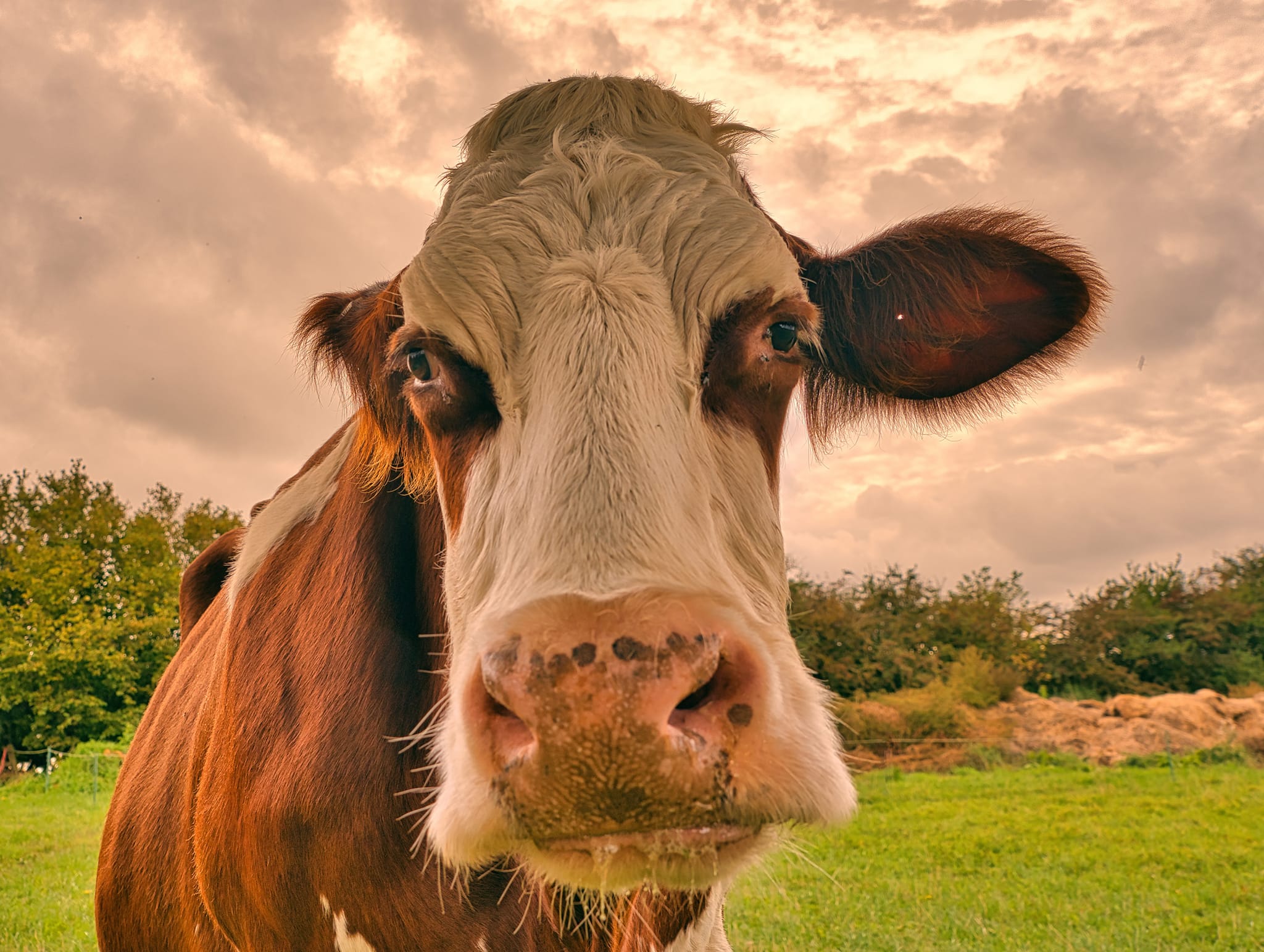Meet Our Cows – Ahimsa Milk